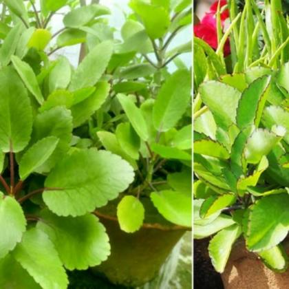 Bhajanlal Greenery Patherchatta/Bryophyllum/Panfuti/Kalancho Pinnata ...