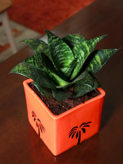 Rolling Nature Mini Snake Plant Sansevieria Hahnii Green Milt in Orange ...