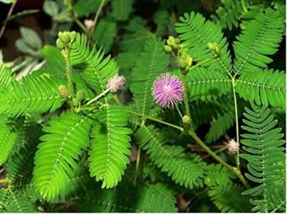 Green India Shami Tree/Banni Tree/Vanni Maram/Prosopis Cineraria Tree ...