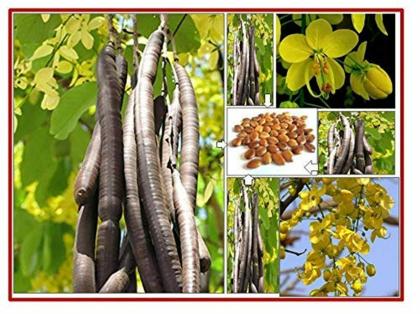 Green India Cassia seeds, Cassia Fistula,Golden Shower Tree, Indian Laburnum Seeds_500 gm - JioMart