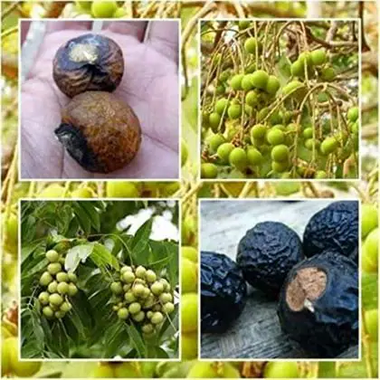 Green India Sapindus Mukorossi/Indian Soapberry/Washnut/Soapnut ...