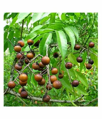 Green India Sapindus Mukorossi/Indian Soapberry/Washnut/Soapnut ...