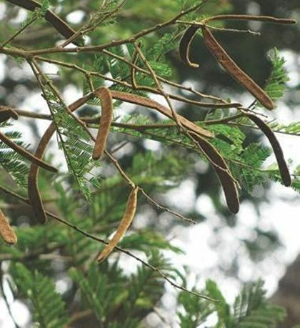 Green India Acacia Leucophloea tree seed/ Ronj Seed_20 gm - JioMart