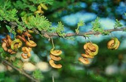 Green India Albizia lebbeck Shirisha, Siris Tree Seeds, flea tree seeds ...