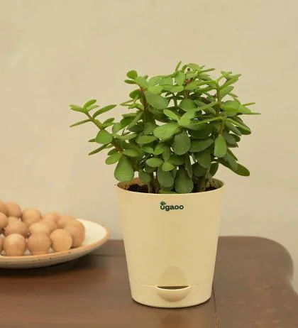 Ugaoo Good Luck Jade Plant with Self Watering Pot - JioMart