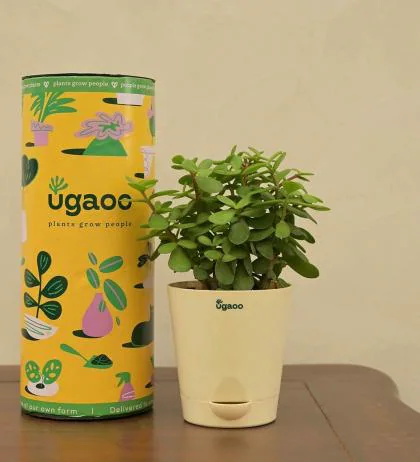 Ugaoo Good Luck Jade Plant with Self Watering Pot - JioMart