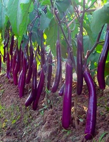 Optimal Seeds Long Brinjal Vegetable Seeds (50 Nos) - JioMart