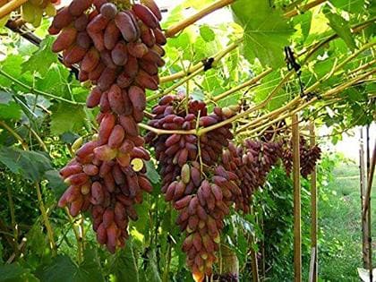 Kraft Seeds Sweet Manicure Finger Grapes Fruits Seeds - JioMart