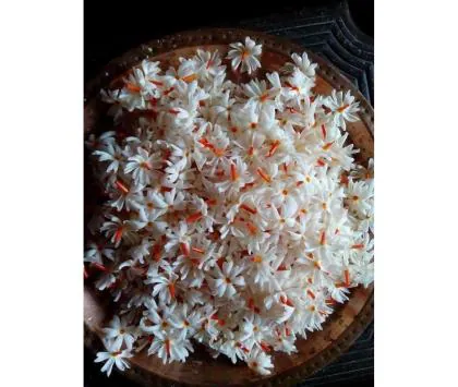 PYANABI GARDEN Parijat Flower tree /Seuli Flower Plant harsingar ka ...