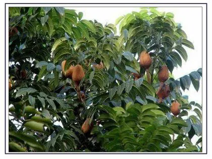 Green India Mahogany,Swietenia Mahogoni,Sky Fruit,Kadva Badam,Sugar ...