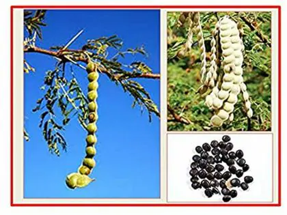 Green India Acacia Nilotica / Desi Babool Seed_20 gm - JioMart