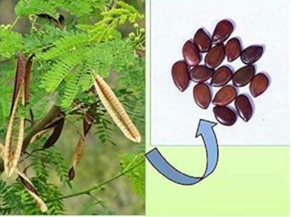Green India Subabul- Leucaena leucocephala,subabul tree seeds_500 gm ...