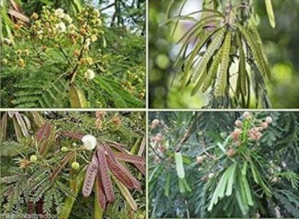 Green India Subabul- Leucaena leucocephala,subabul tree seeds_500 gm ...
