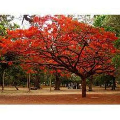 Green India Gulmohar Seeds -Ornamental tree seeds -Avenue Tree seeds ...