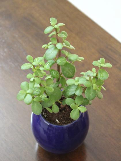 Rolling Nature Good Luck Jade Plant in Blue Oval Ceramic Pot - JioMart