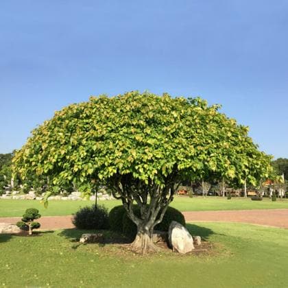 Green India Peepal Tree-Bodhi Satva Tree-Arasa Maram Ficus Religiosa ...
