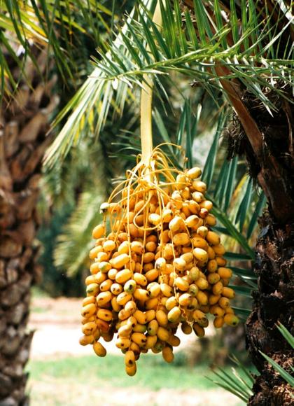 Green India Rare Phoenix Dactylifera Date Pam Seeds for Growing ...