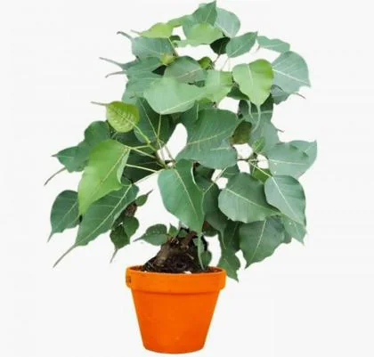 Green India Peepal Tree-Bodhi Satva Tree-Arasa Maram Ficus Religiosa ...