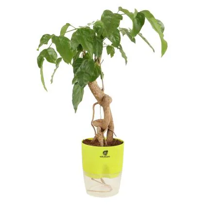 Udyanam Red Machera Indoor Live Plant with Pot | China doll Plant - JioMart