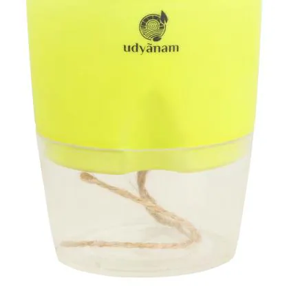 Udyanam Red Machera Indoor Live Plant with Pot | China doll Plant - JioMart