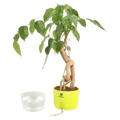 Udyanam Red Machera Indoor Live Plant with Pot | China doll Plant - JioMart