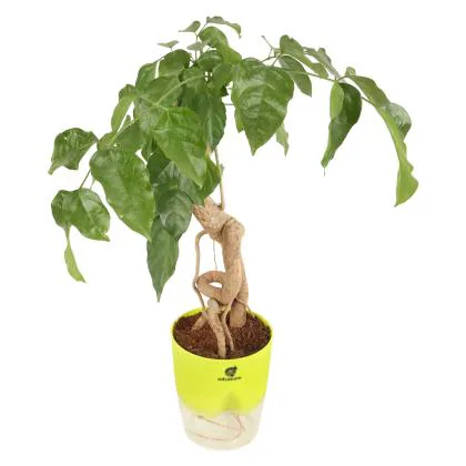 Udyanam Red Machera Indoor Live Plant with Pot | China doll Plant - JioMart