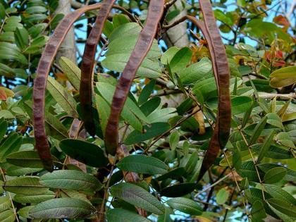 Green India Cassia siamea seeds /Senna siamea /Cassod Tree seeds ...