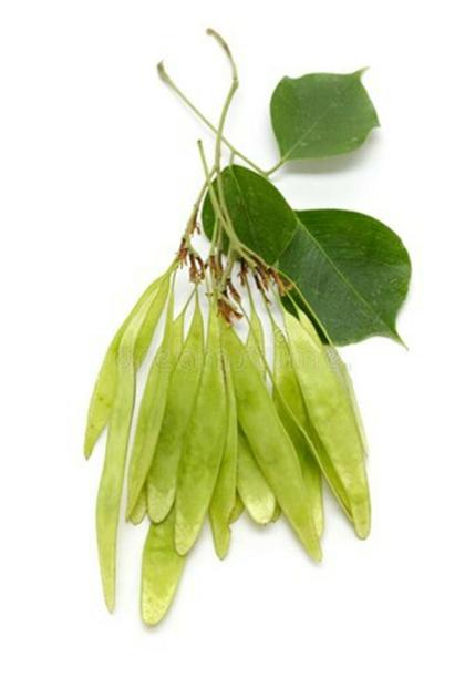 Green India Shisham tree Seed -Sisoo tree Seed - (Dalbergia sissoo Seed ...
