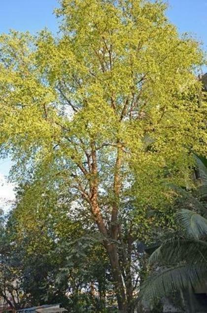 Green India India Elm Tree Seed -(Holoptelea Integrifolia Seeds)_50 gm ...