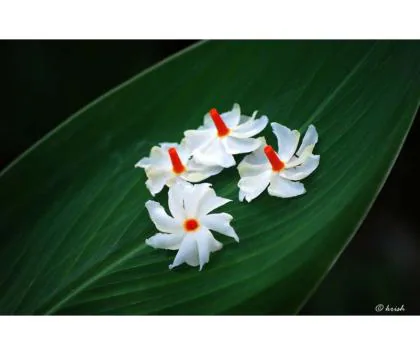 PYANABI GARDEN Parijat Flower tree /Seuli Flower Plant harsingar ka ...