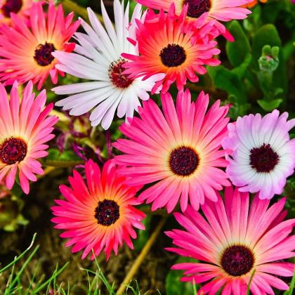 Kraft Seeds Winter Bloom Ice Flower Seeds 1 gram - JioMart