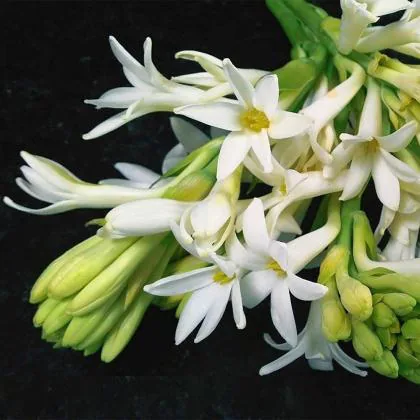 Kraft Seeds Rajnigandha Double Flowering Fragrant Polianthes Tuberosa ...