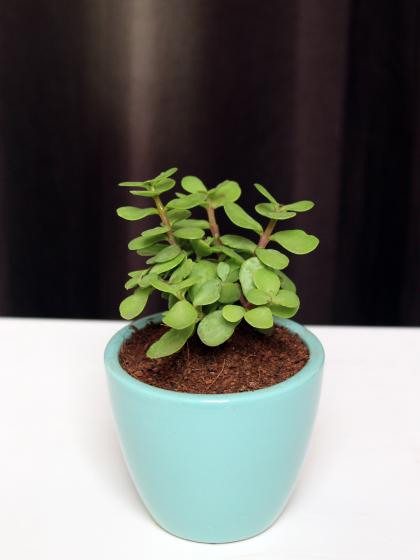 Rolling Nature Good Luck Jade Plant in Aqua Round Spectra Ceramic Pot ...
