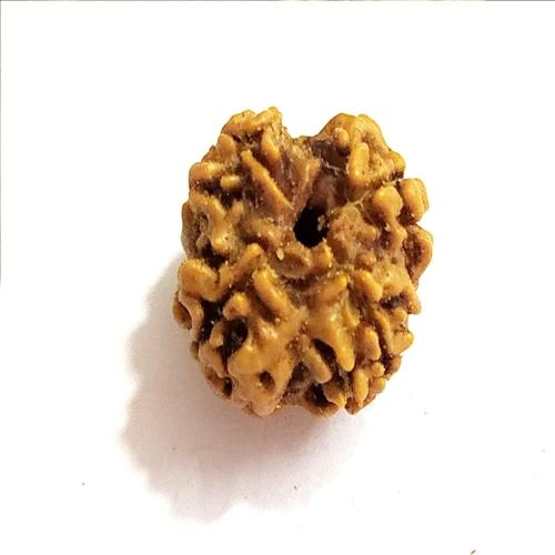 Buy Jewelswonder 100 % Original & Natural Four Face Rudraksha 4 Mukhi ...