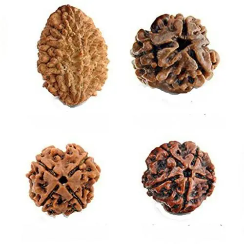 Buy FASHION MART 100% original Real Rudraksha Beads (2 to 5 Mukhi) Wood ...