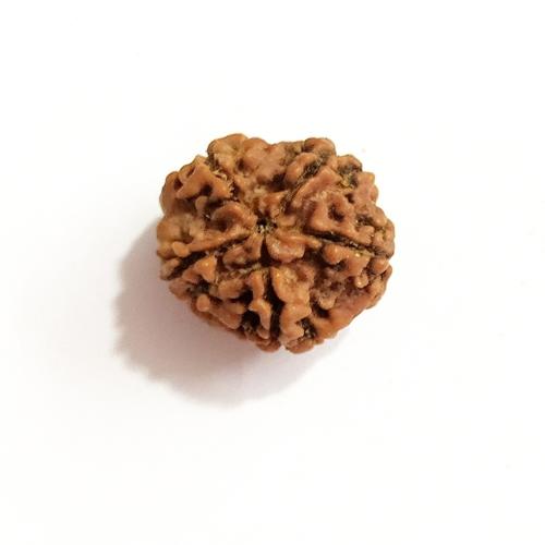 Buy Jewelswonder 100 % Original & Natural Five Face Rudraksha 5 Mukhi ...