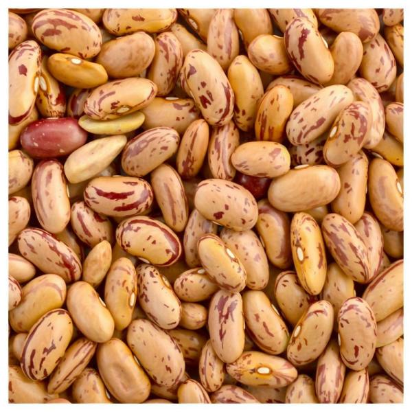 Pro Nature Organic Chitra Rajma 500 g - JioMart