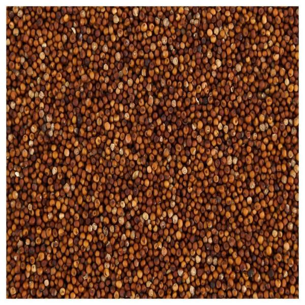 Pro Nature Organic Ragi Millet 500 g - JioMart