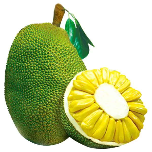 Ripe Jackfruit Whole (Approx. 8 kg - 12 kg) - JioMart