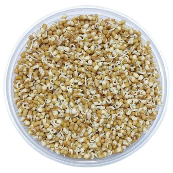 Matki Sprout (Pack) (Approx 200 g - 250 g) - JioMart