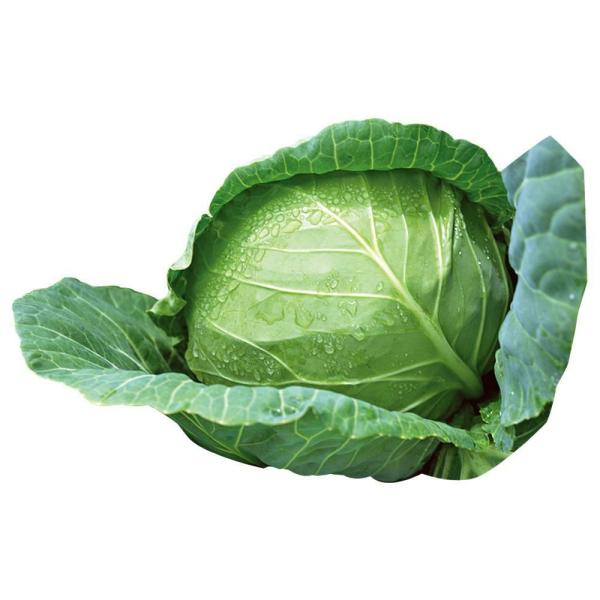 Cabbage 1 pc (Approx 600 g - 1000 g) - JioMart