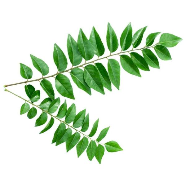 Curry Leaves 1 Bunch (Approx 40 g - 100 g) - JioMart