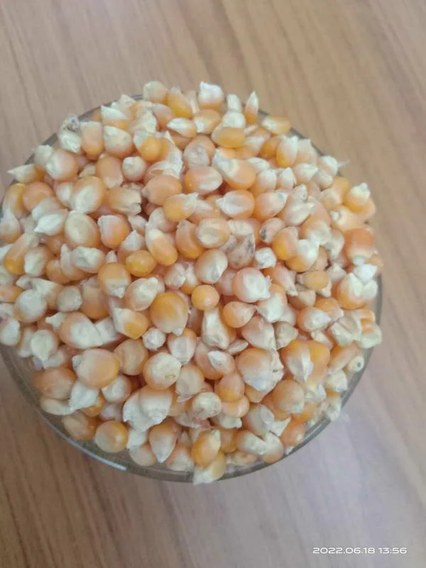 Uzhavan Unavu - Organic - Corn / Maize/ Makka/Makkajonna/Makka Chollam ...
