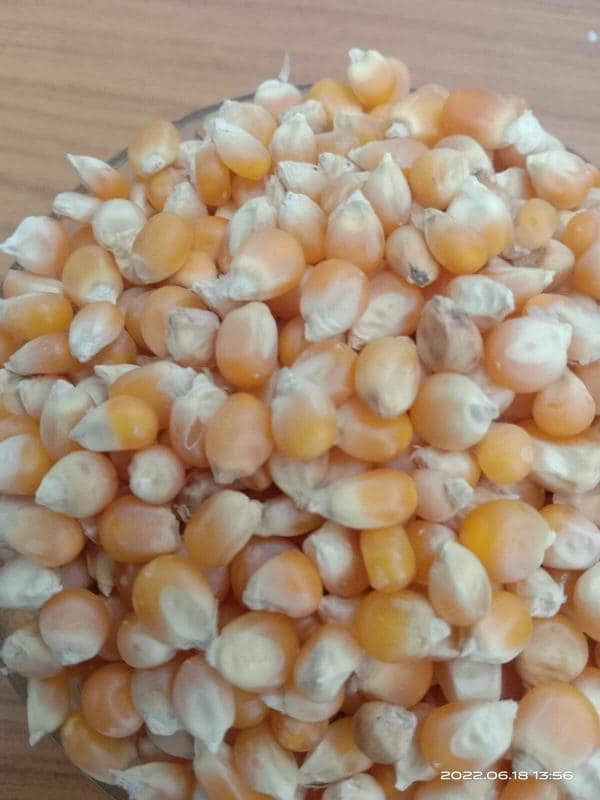 Uzhavan Unavu - Organic - Corn / Maize/ Makka/Makkajonna/Makka Chollam ...