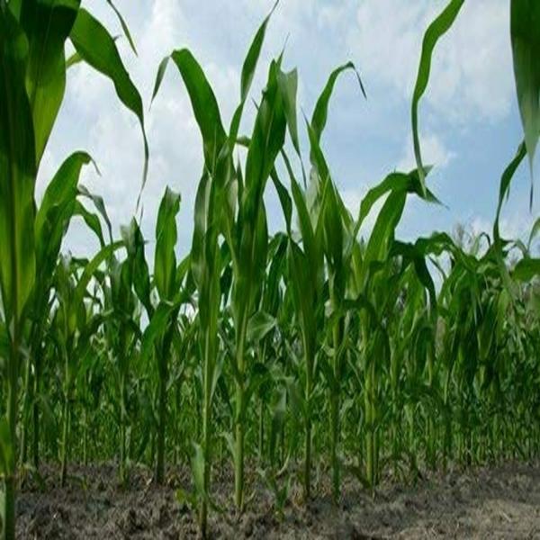 African Tall Maize/Fodder Maize/Makka (Zea Mays) Fodder Seeds Pack of 1 ...