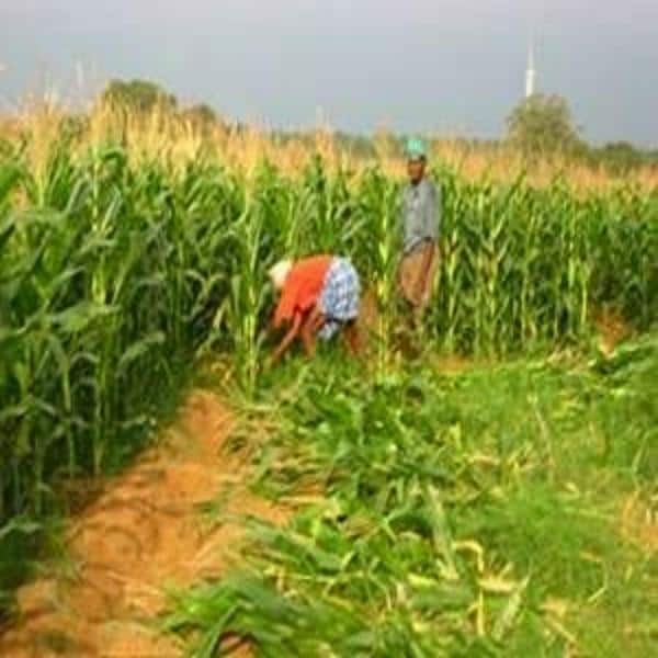 African Tall Maize/Fodder Maize/Makka (Zea Mays) Fodder Seeds Pack of 1 ...