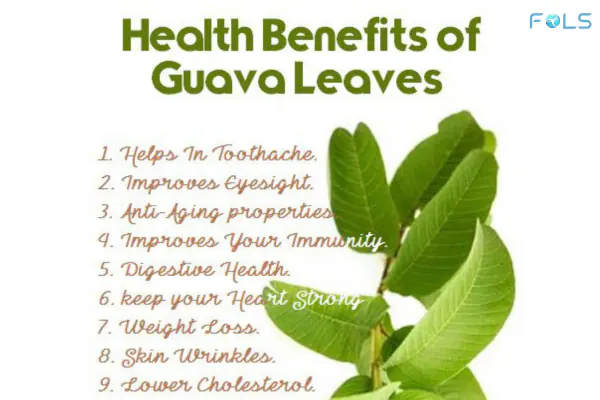 FOLS GUAVA LEAF POWDER | AMRUD PATTI POWDER | HEALTH & BEAUTY | 250 GM - JioMart