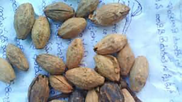 MGBN THE PATH FOR THE HEALTHIER LIFE WITH BEAUTY Fresh Melia Dubia ...