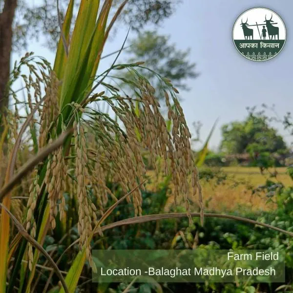 APKA KISAN Kolam Rice- Un-Polished 2 Year Old Naturally Aged Rice ...