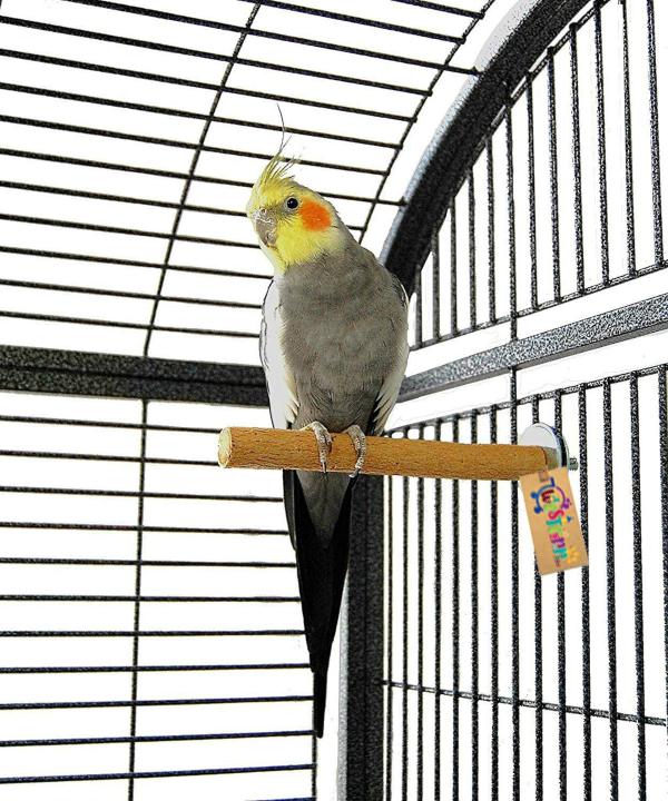 Western Era Perch Stand Bird Toy (Medium And Large Birds) (10 Inch ...